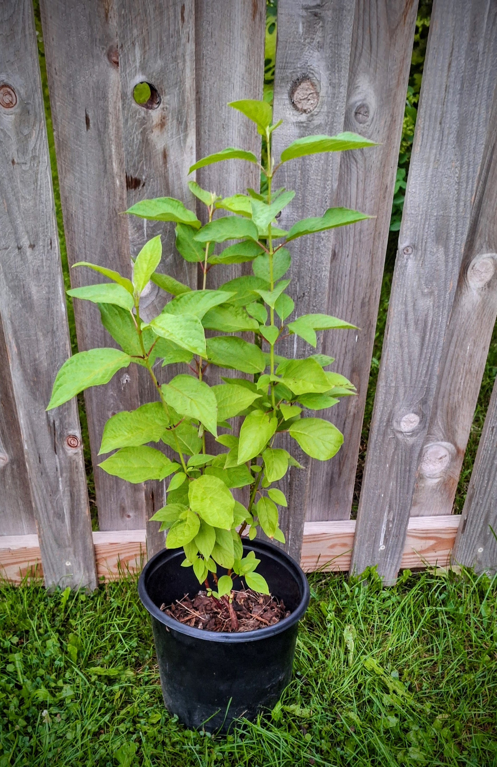 Trees & shrubs – Native Legacy Tree and Perennial Nursery, L.L.C.